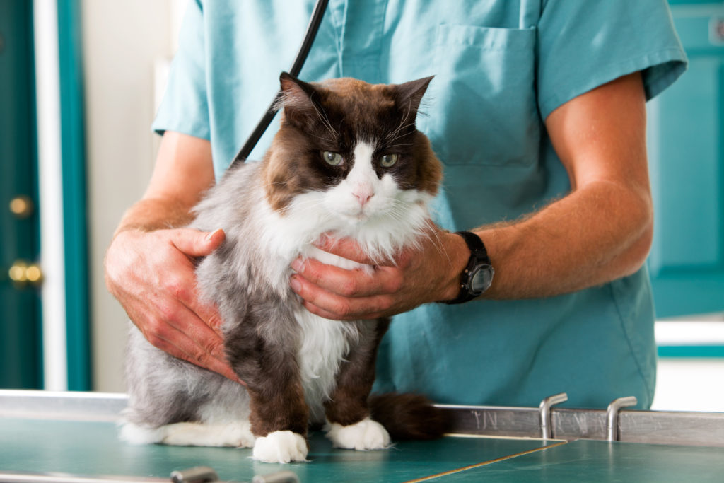 Vets in Grand Junction | Orchard Mesa Veterinary Hospital